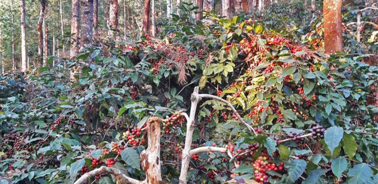 Kawa India Plantation - Coffee Cave